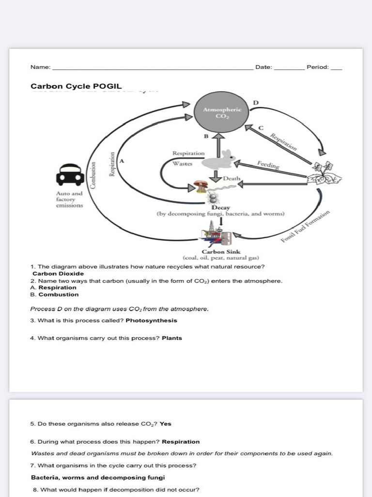 Carbon Cycle Pogil | PDF