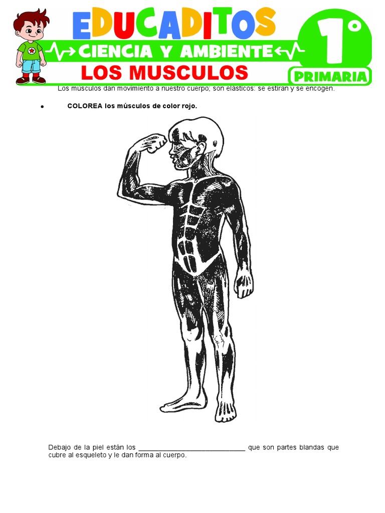 Los Musculos para Ninos para Primer Grado de Primaria | PDF