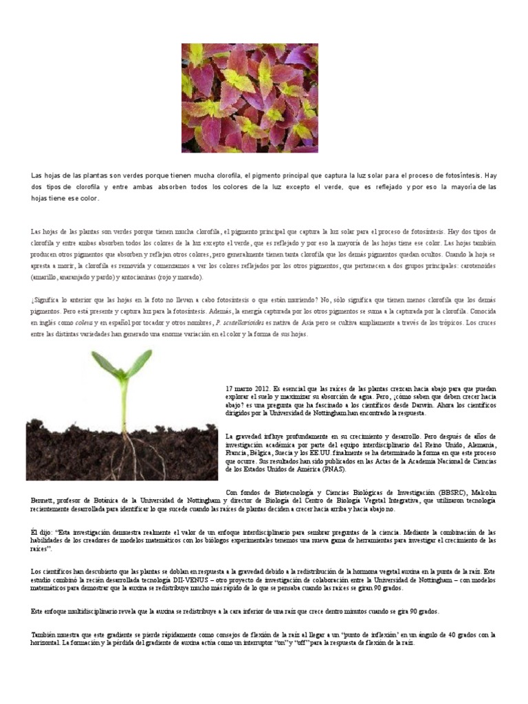 Las Hojas de Las Plantas | PDF | Clorofila | Hoja