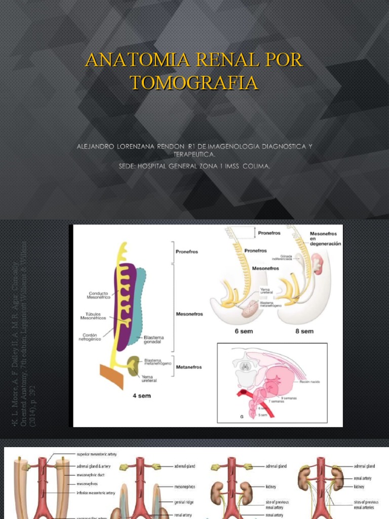 Anatomia Renalpdf | PDF | Abdomen | Riñón