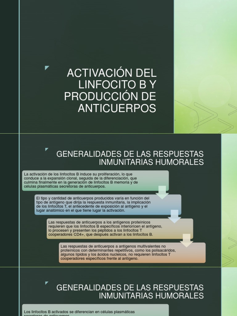 ActivaciÃ N Del Linfocito B y Producciã N de Anticuerpos | PDF | Célula B | Linfocitos