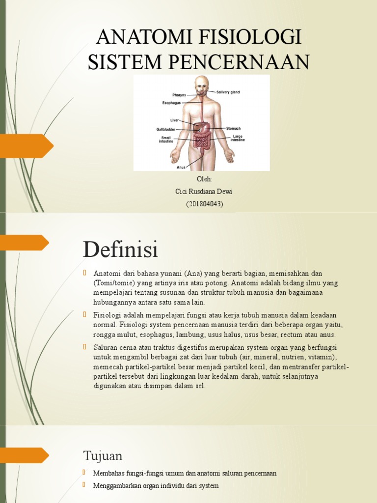 Anatomi Fisiologi Sistem Pencernaan Cici | PDF