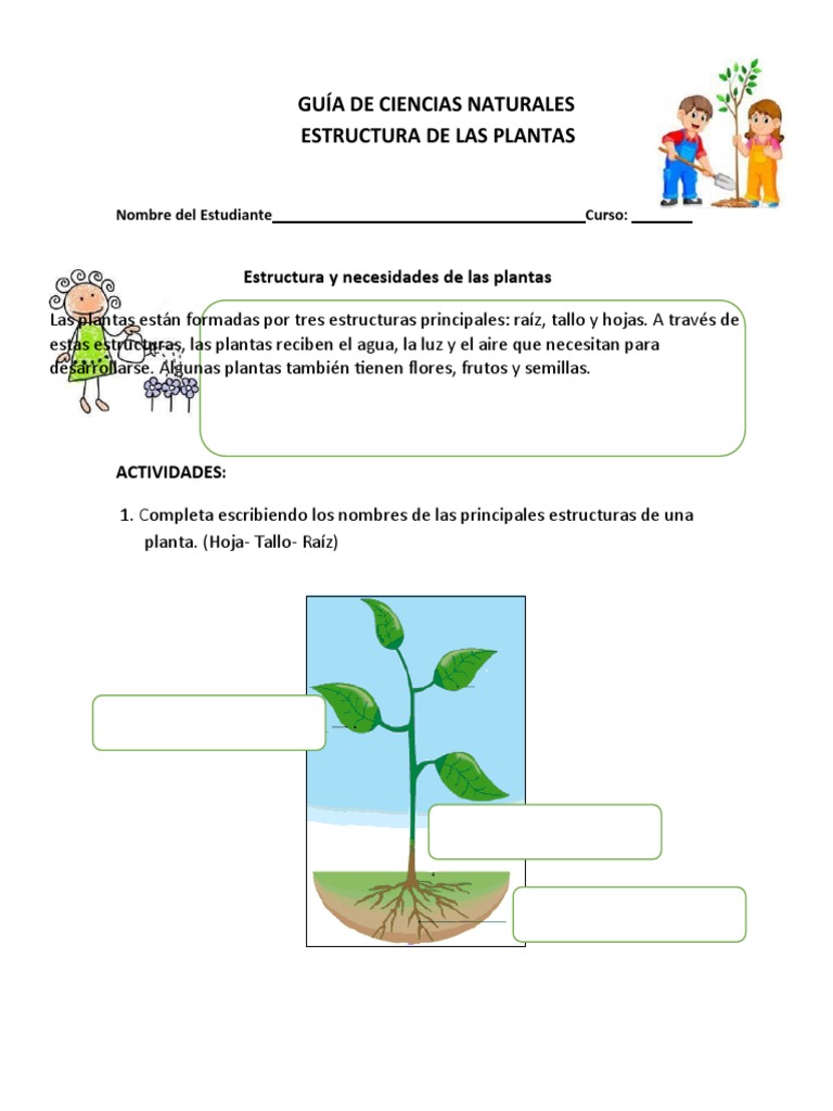 Estructura y funciones de las plantas | PDF | Crecimiento personal y ...