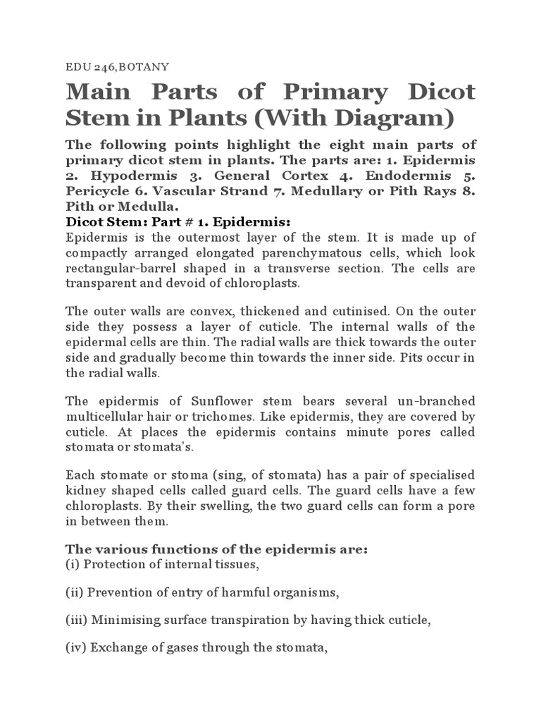 Main Parts of Dicot Stem Explained | PDF