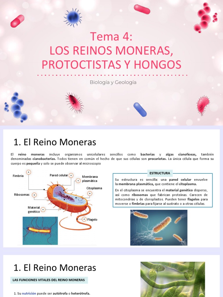 Reino Moneras, Protistas y Fungi | PDF