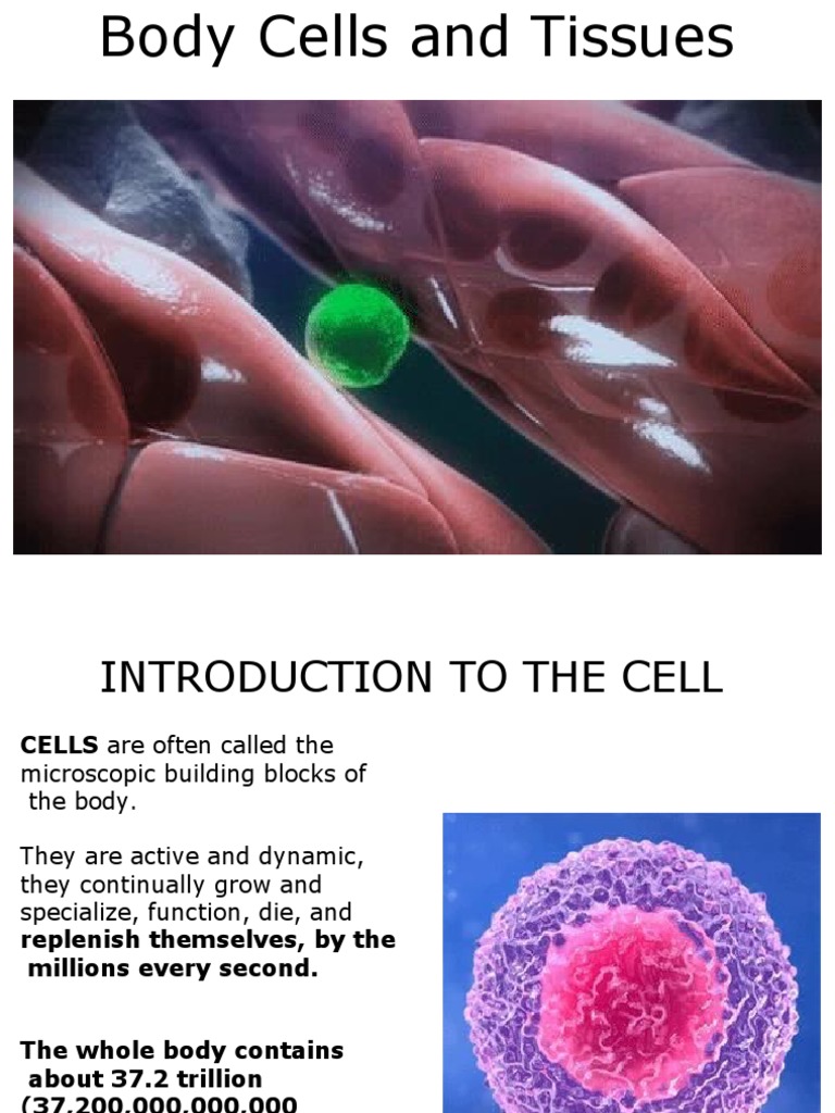 Cells and Tissues - Rev | Download Free PDF | Cell (Biology) | Cell Nucleus