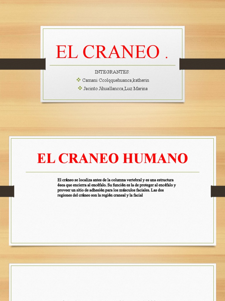 Anatomía y Huesos del Cráneo Humano | PDF | Cráneo | Anatomía humana