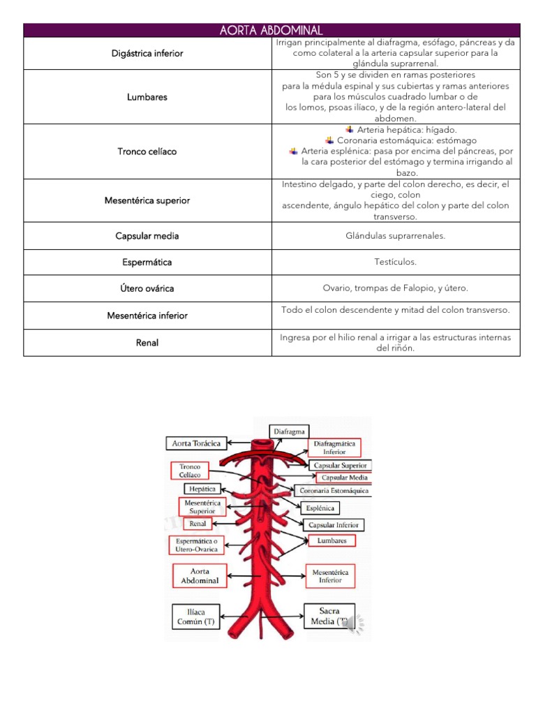 Aorta Abdominal | PDF
