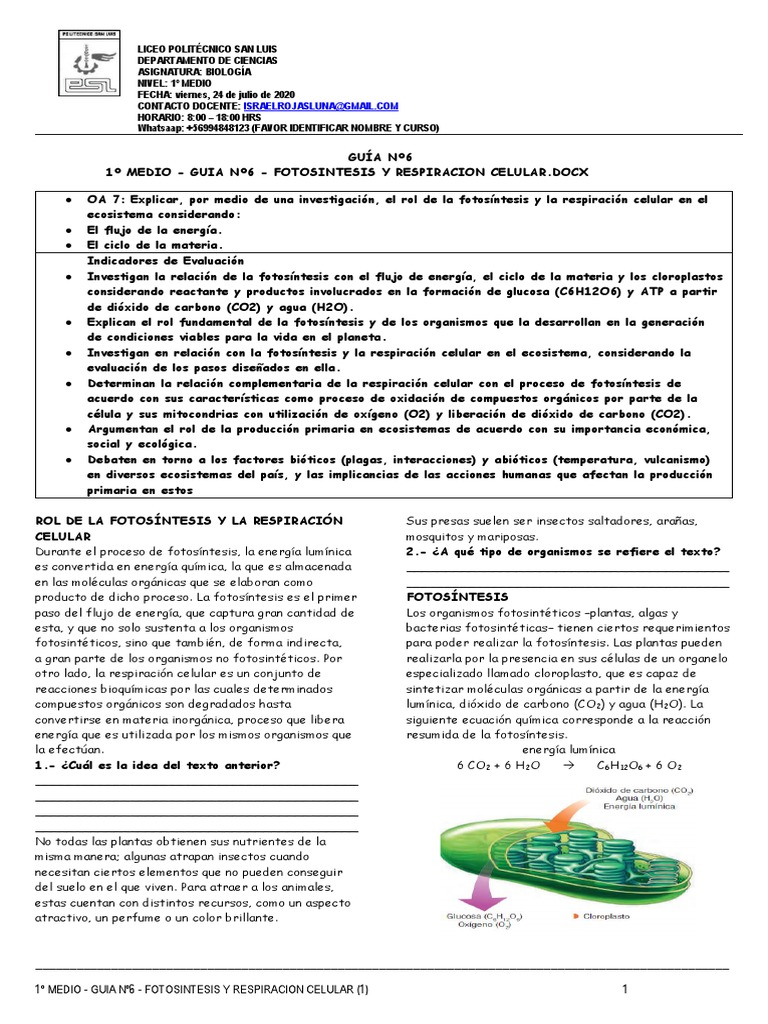 Guía 6 Biología 1° Fotosíntesis y Respiración Celular | PDF ...