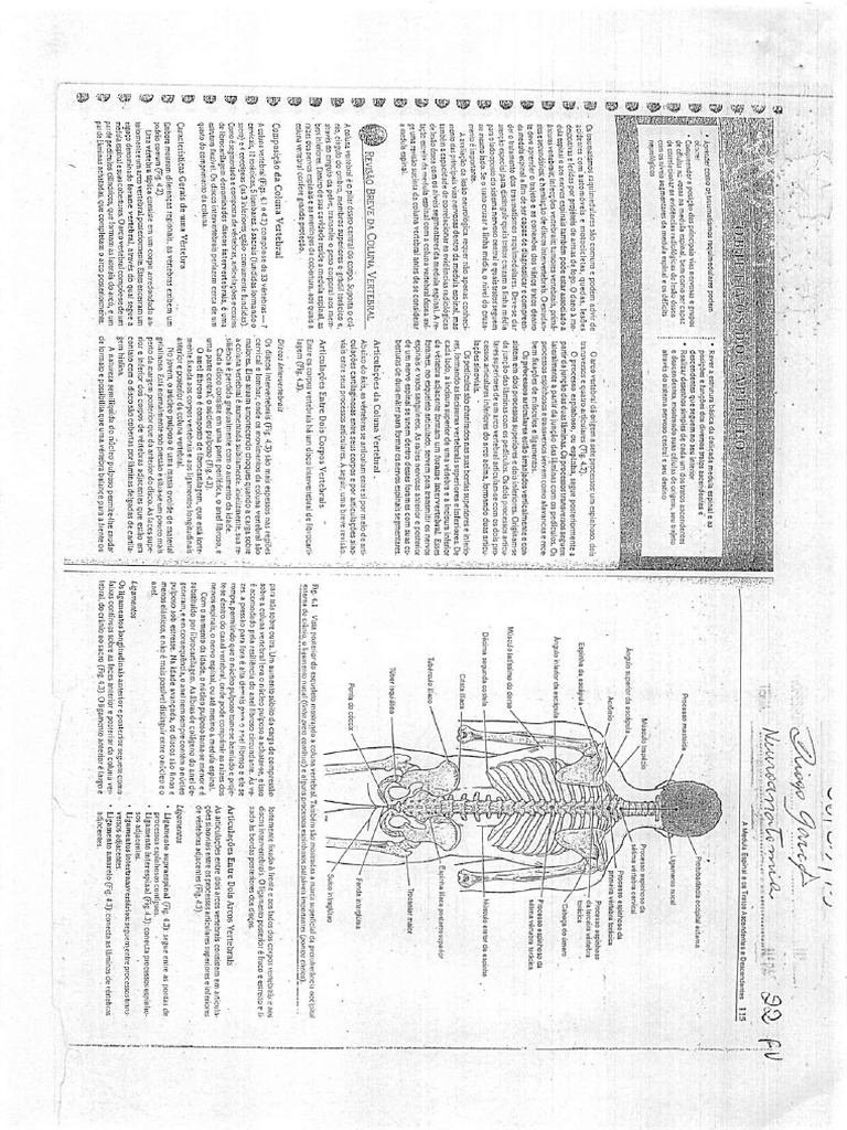 AULA – [a Medula Espinhal e Os Tratos Ascendentes e Descendentes] | PDF