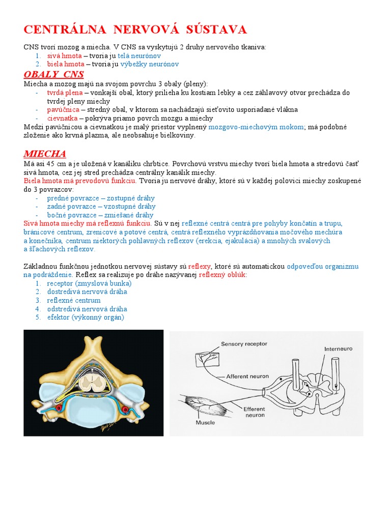 A. Centr Lna Nervov S Stava Miecha | PDF
