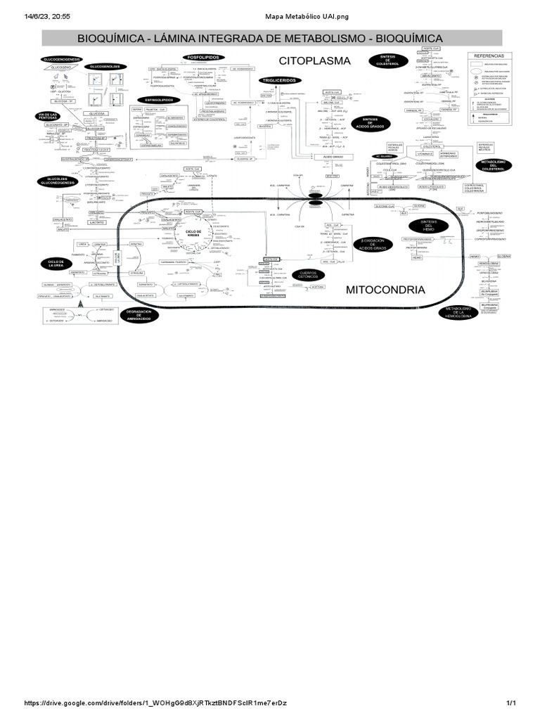 Mapa Metabólico Bioquímica | PDF