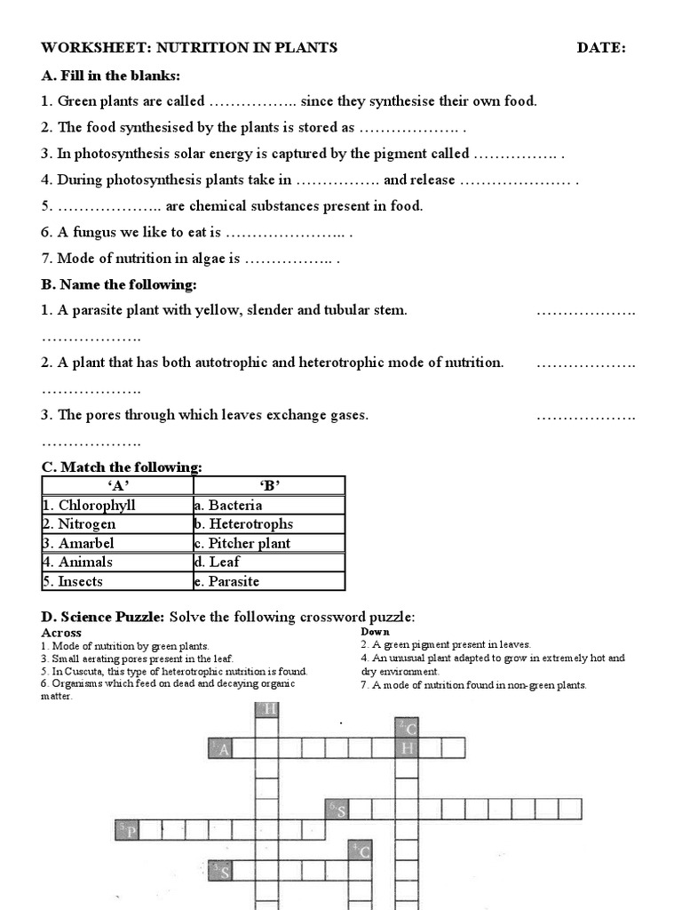 Plant Nutrition Worksheet Guide | PDF | Science & Mathematics
