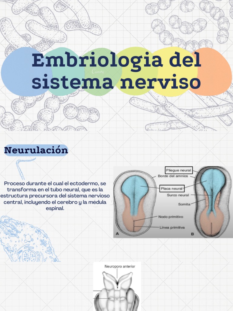 Presentacion Embriologia Sistema Nervioso | PDF | Sistema nervioso | Médula espinal