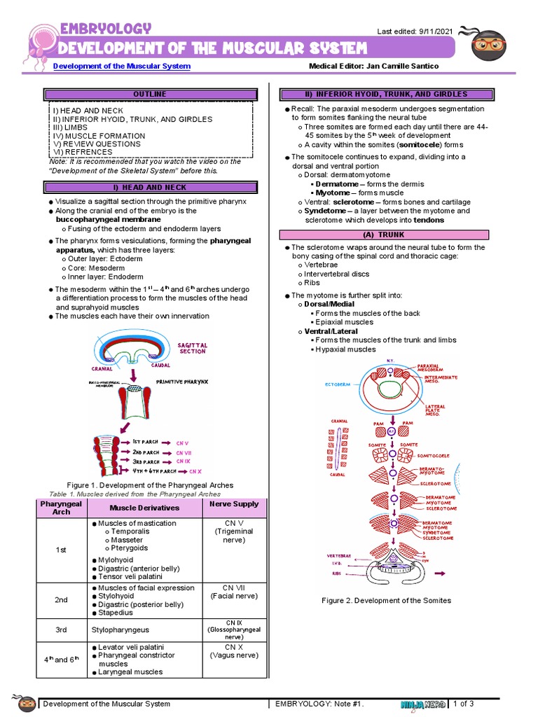 Development of Muscular System Atf | Download Free PDF | Anatomy ...