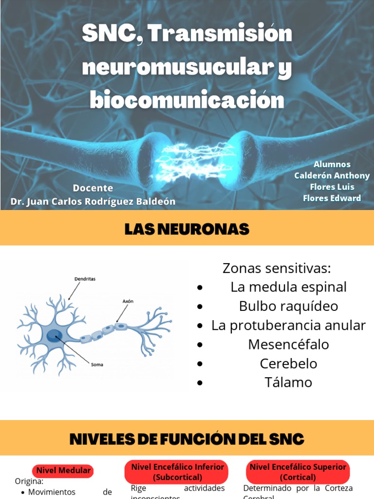 Organización Del SN, Transmisión Neuromuscular y Biocomunicación | PDF ...