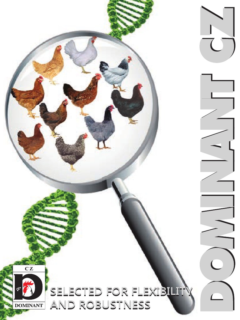 Dominant CZ Poultry Breeding Overview | PDF | Birds | Chicken
