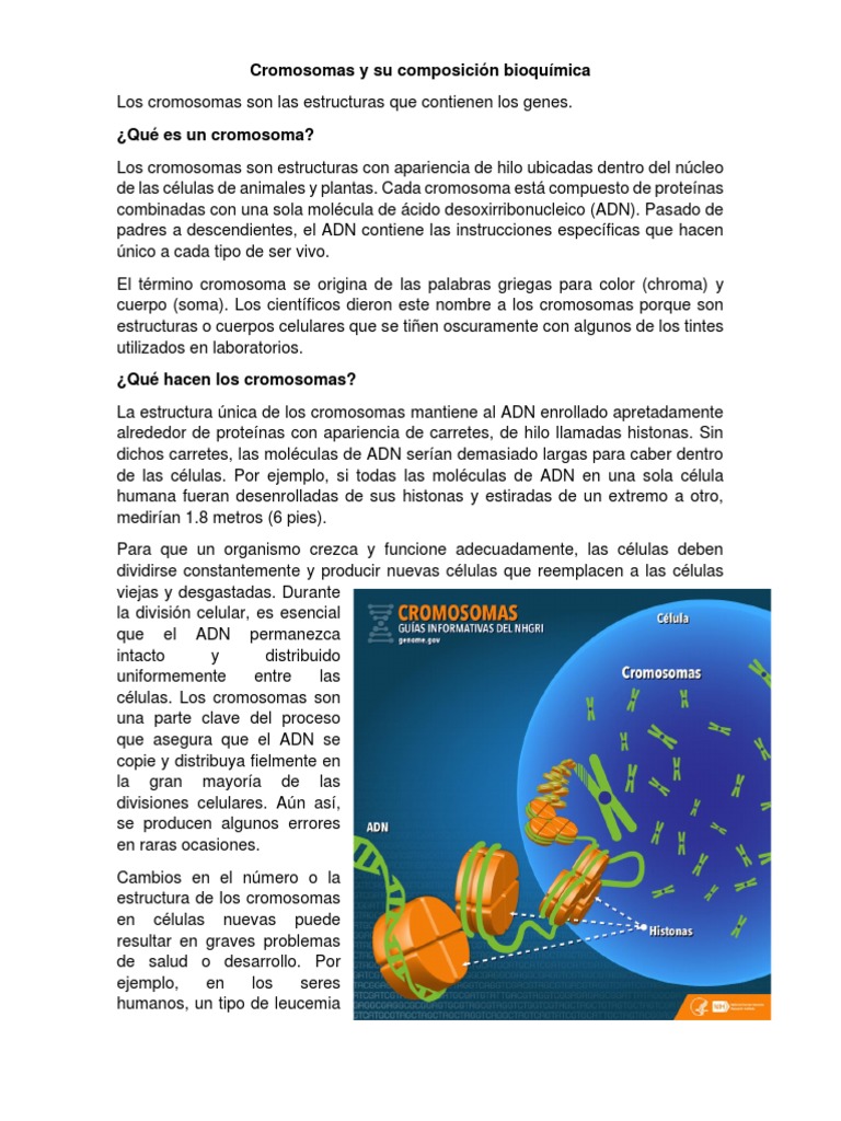 Cromosomas y Su Composición Bioquímica (Lectura) | PDF | Cromosoma | Biología Celular)