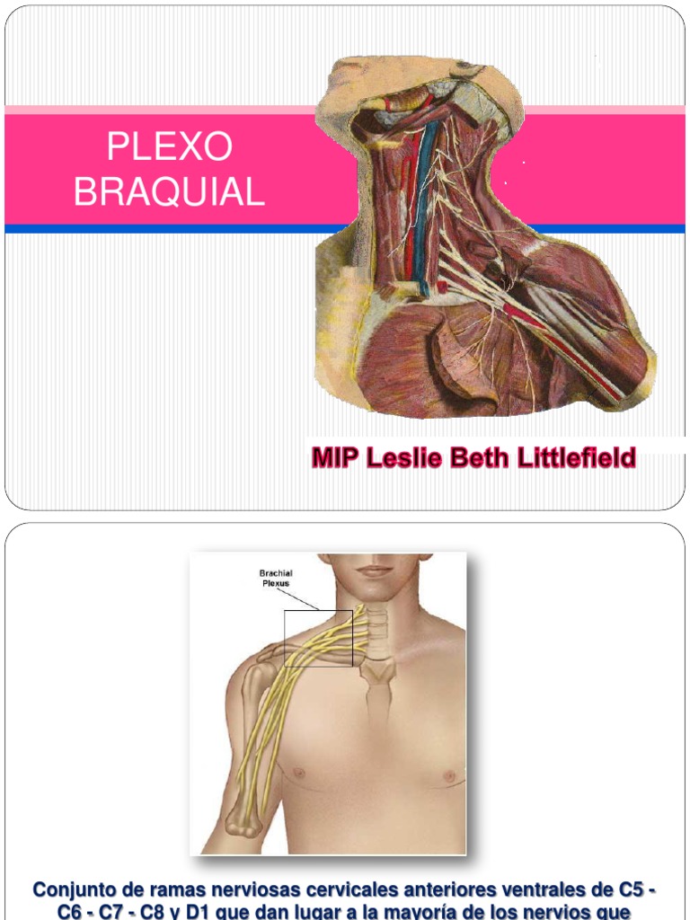 Anatomía Del Plexo Braquial Ppt