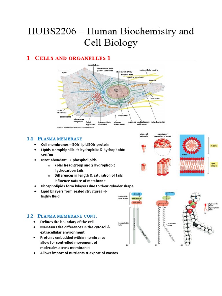 HUBS2206 - Human Biochemistry and Cell | PDF | Translation (Biology ...