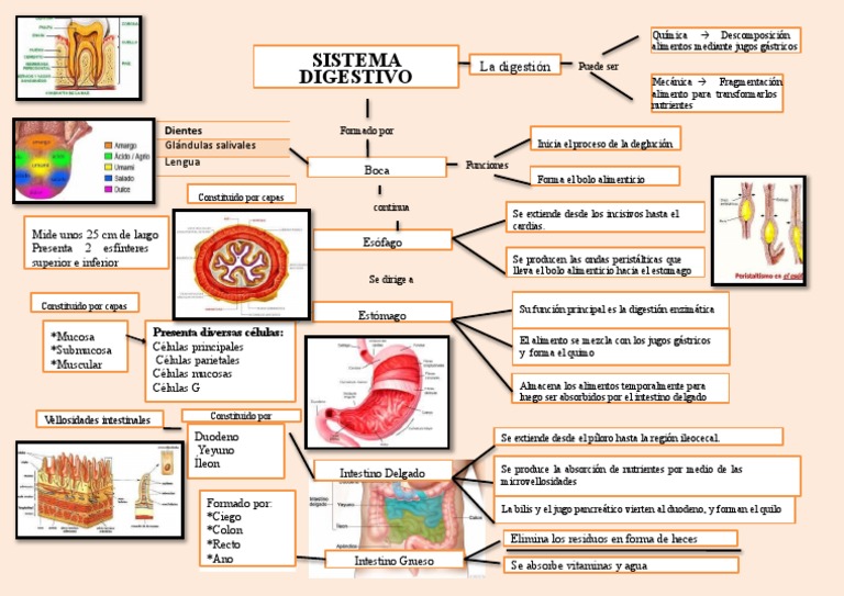 Mapa Conceptual Del Sistema Digestivo Pdf Sistema Digestivo Humano