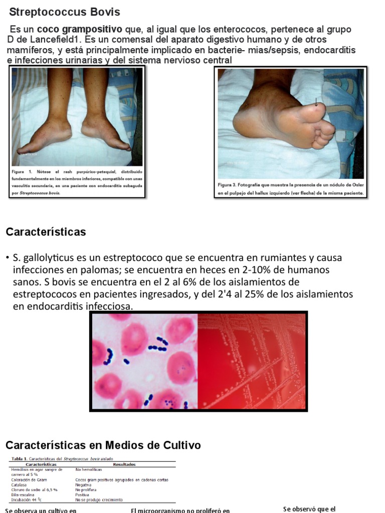 Streptococcus Bovis 22 | PDF | Salud y bienestar | Ciencia y matemáticas