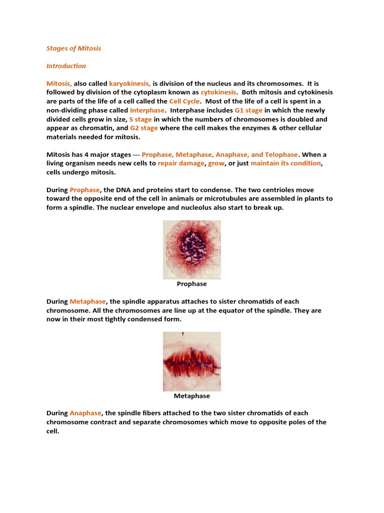 Lab 7 Mitosis Lab | PDF | Mitosis | Genetics