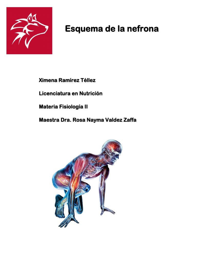 Estructura y esquema de la nefrona | PDF