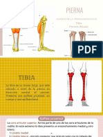 Anatomía y partes de la tibia | PDF | Anatomía humana | Anatomía del ...