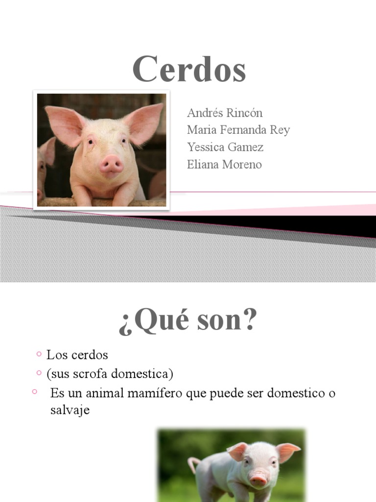 Cerdos | PDF