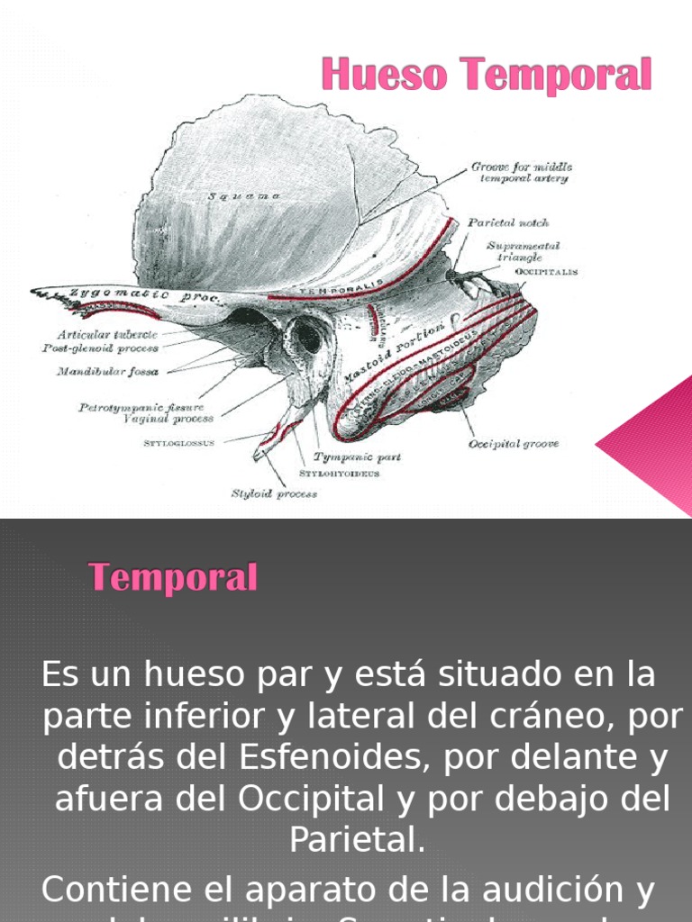Hueso Temporal | Cuerpo humano | Sistema esquelético