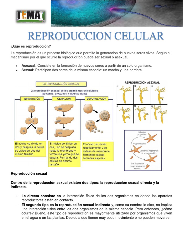 REPRODUCCION CELULAR | PDF | Mitosis | Reproducción sexual