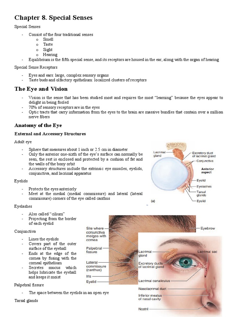 Overview of Special Senses and Vision | PDF
