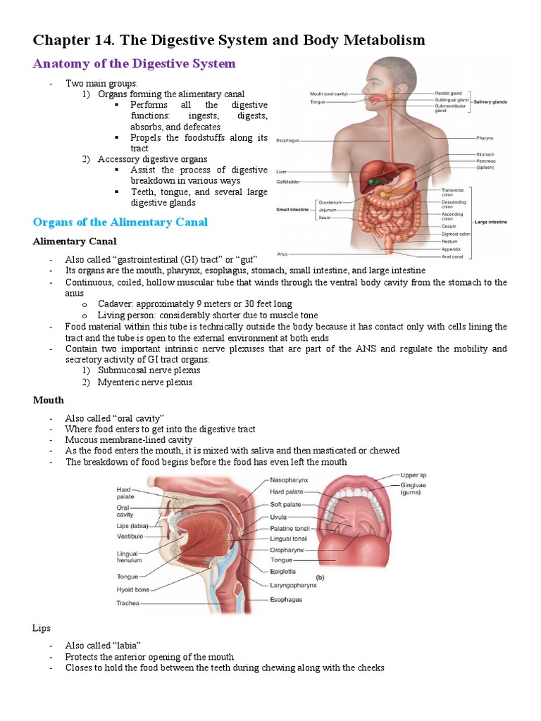 Chapter 14. The Digestive System | PDF | Stomach | Digestion