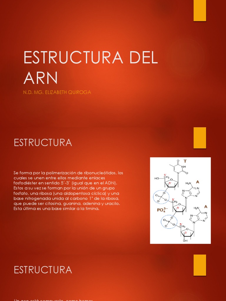 Estructura Del Arn | PDF | Rna | Adn