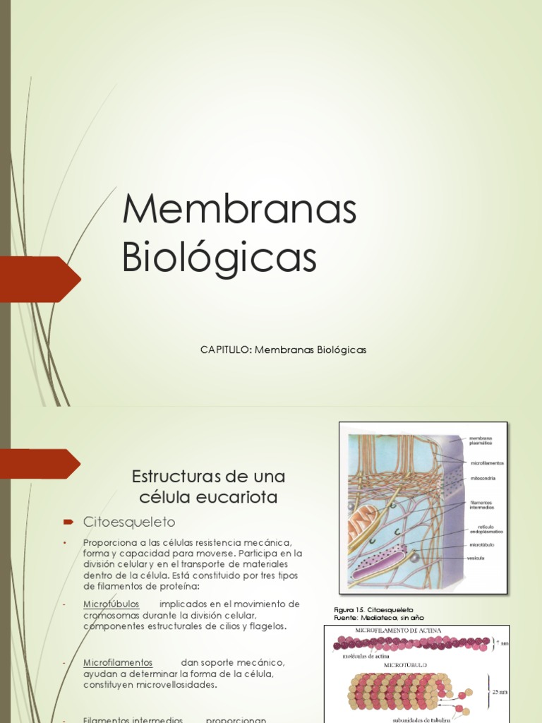Estructura y Función de Membranas Celulares | PDF