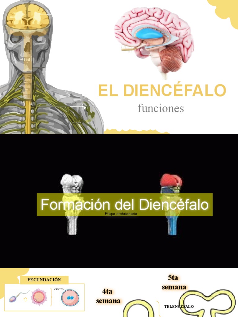 Funciones Del Diencefalo | PDF | Tálamo | Cerebro