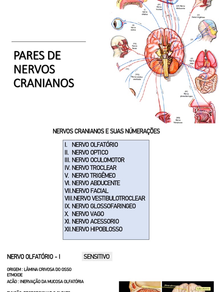 Pares de Nervos Cranianos | PDF | Rosto | Cabeça e pescoço humano