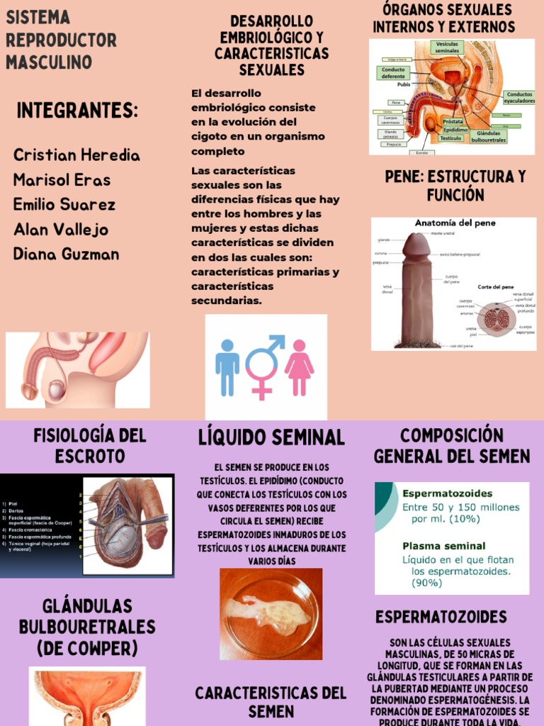 Reproductor Masculino Triptico | PDF