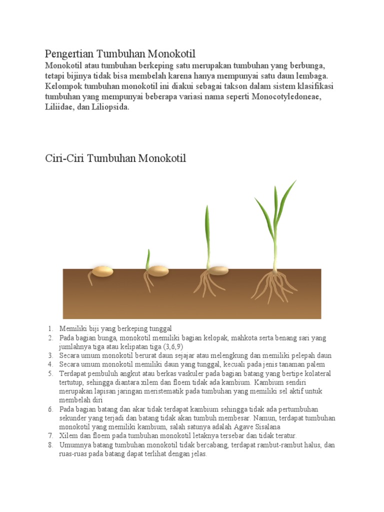Ciri dan Klasifikasi Tumbuhan Monokotil | PDF | Griya & Taman ...
