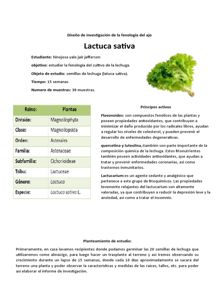 Diseño de Investigación de La Fenología de La Lechuga 234 | PDF ...