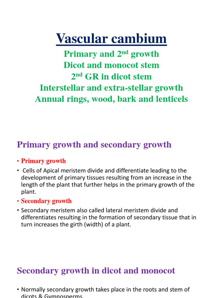 Vascular Cambium and Wood Types Explained | PDF | Plant Stem | Eukaryotes