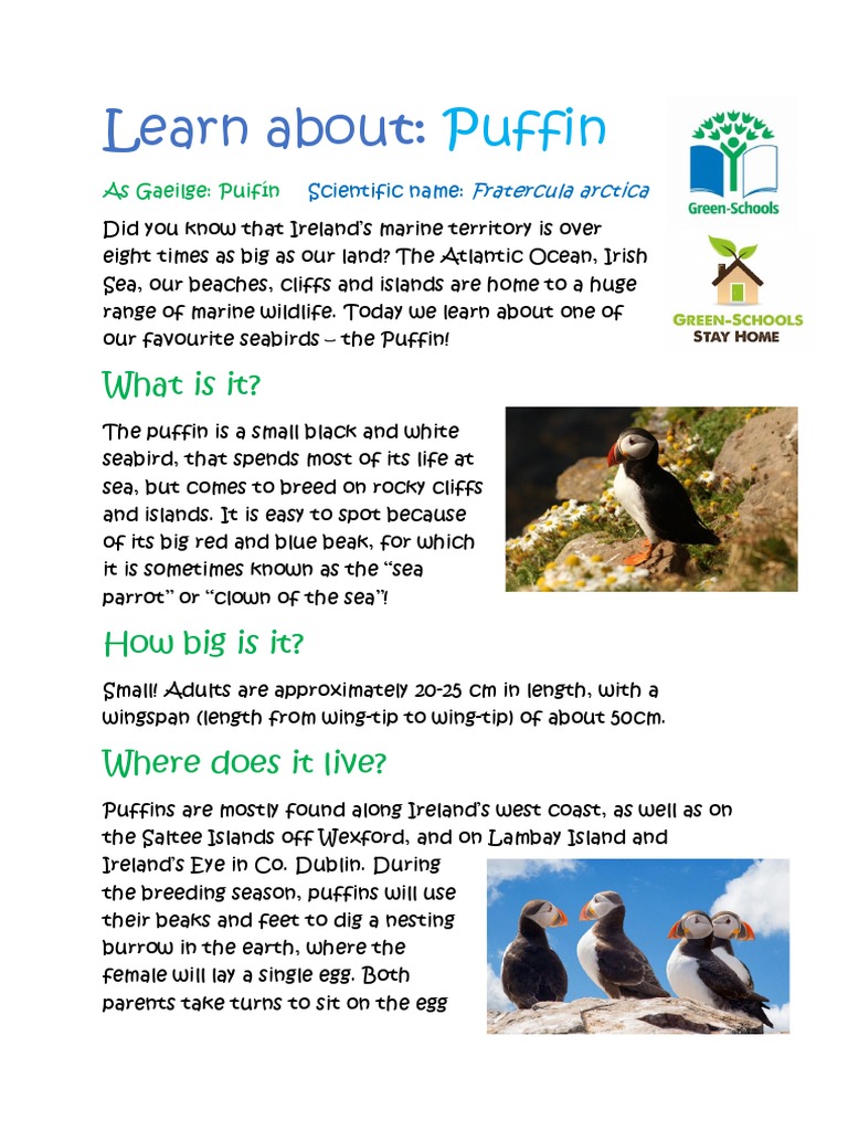 Puffin Fact Sheet | PDF | Ornithology | Birds