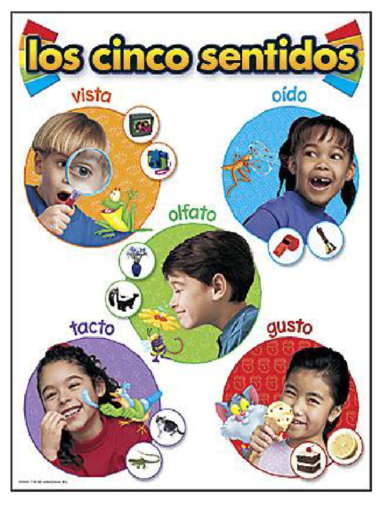 Lamina de Los 5 Sentidos | PDF