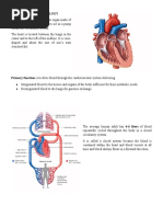 Structure of Human Heart | PDF