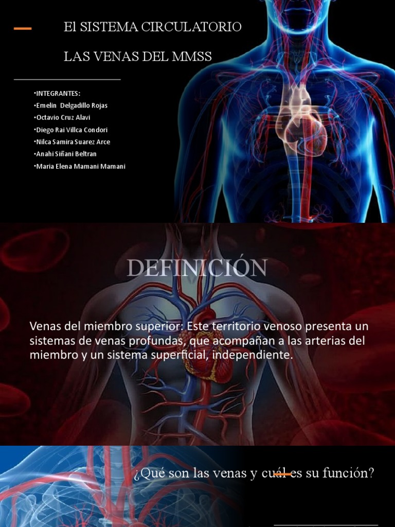 Venas del Miembro Superior: Anatomía y Función | PDF | Vena | Sistema ...