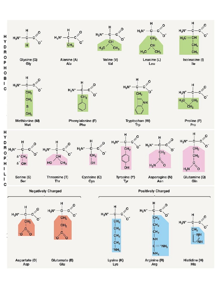 Amino Acid Table | PDF