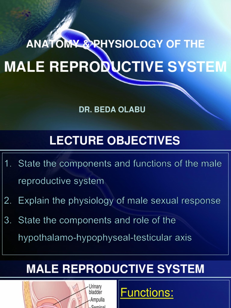 17 - Reproductive Systems Anatomy Physiology | PDF | Menstrual Cycle ...