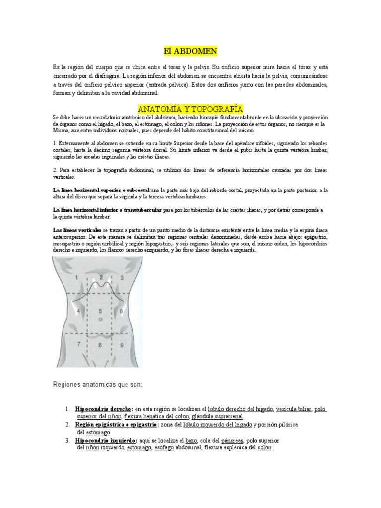 Abdomen | PDF | Abdomen | Pelvis