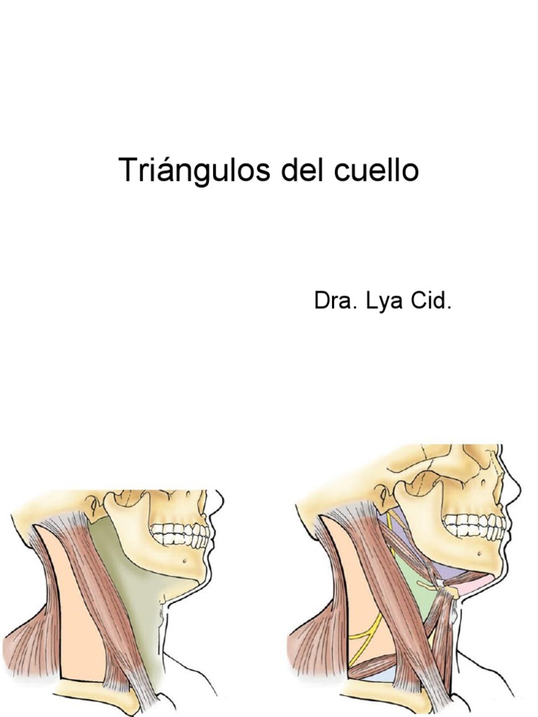 Anatomía de los Triángulos del Cuello | PDF | Anatomía humana | Cabeza y cuello humanos
